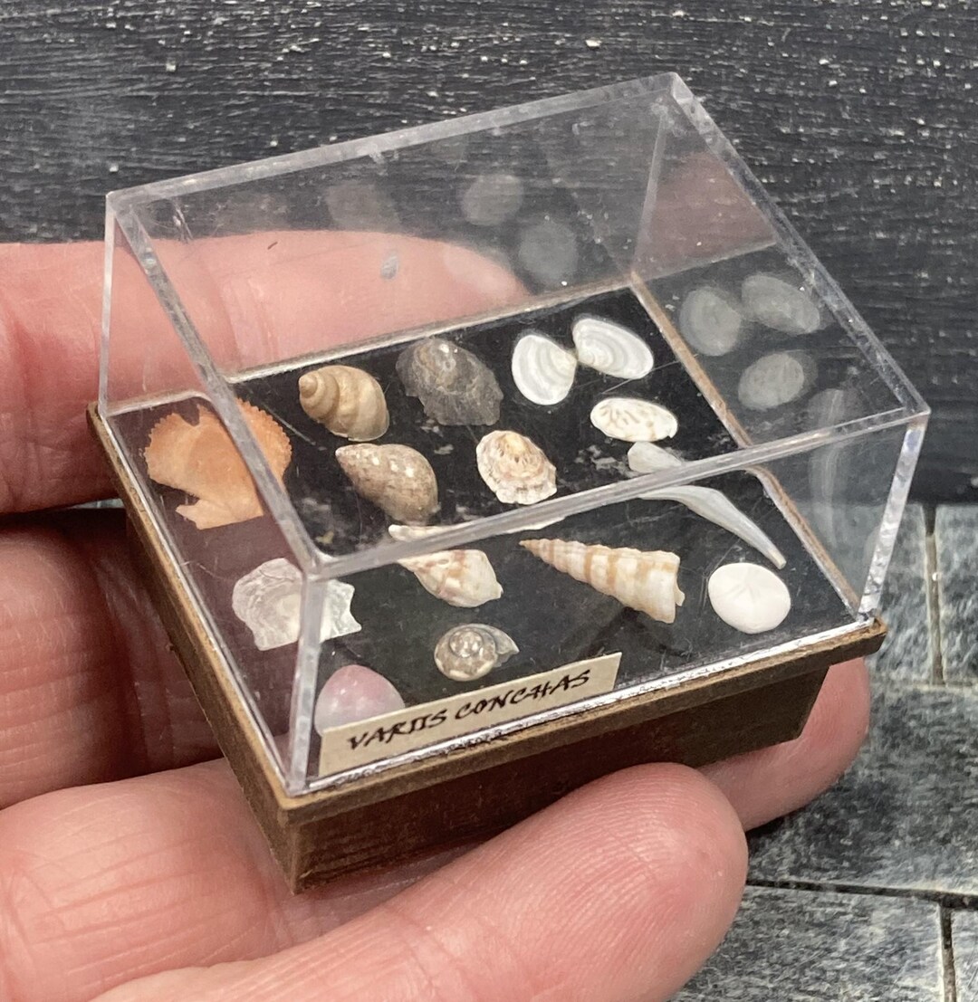 Assorted Shells in Display Cabinet (A) - 12th Scale - Hamish Mcduncle Collection - Etsy