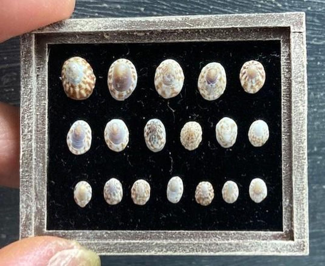 12th Scale Wooden Display of Limpet Shells Hamish Mcduncle's Collection - Etsy