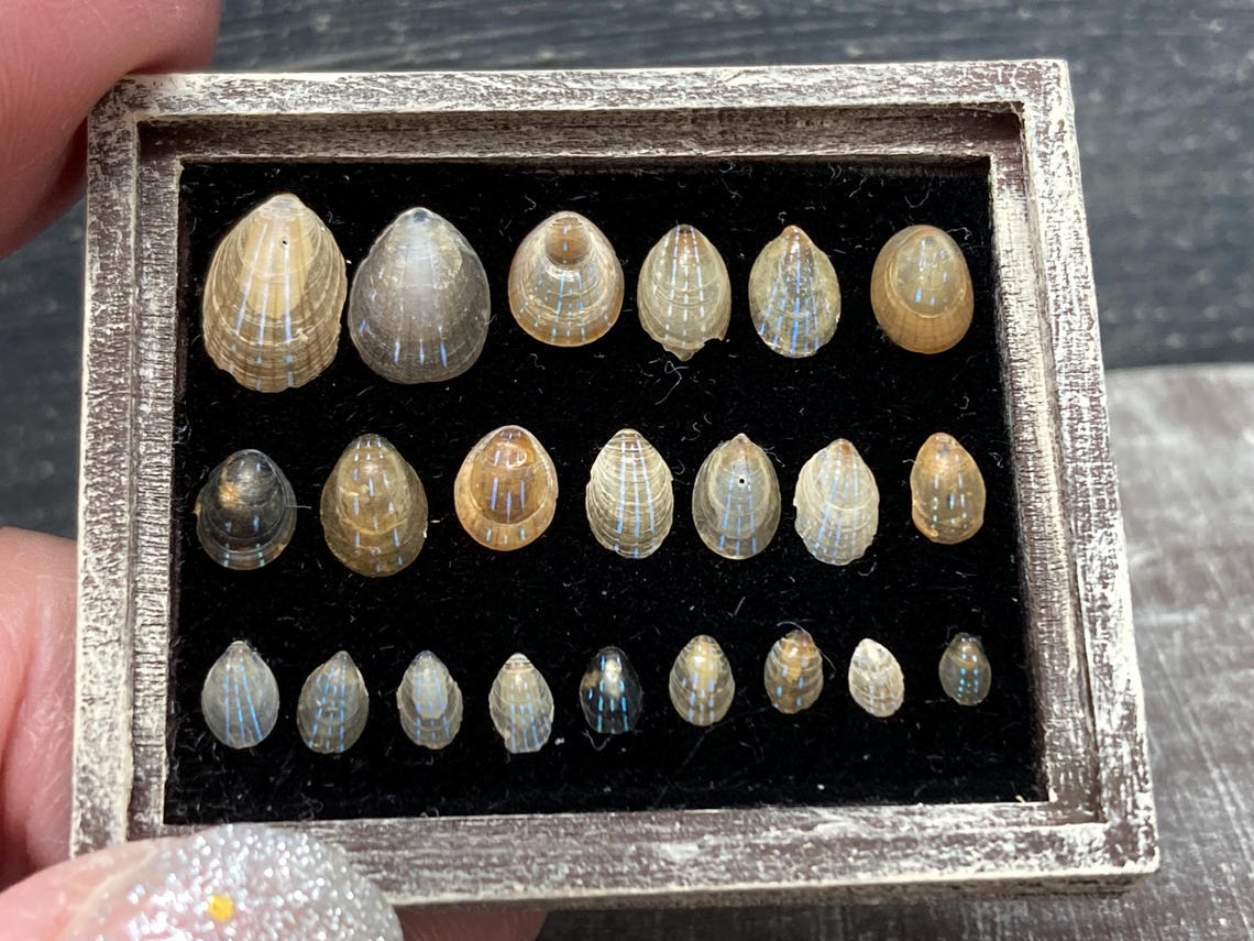 12th Scale Wooden Display of Blue Ray Limpet Shells Hamish Mcduncle's ...
