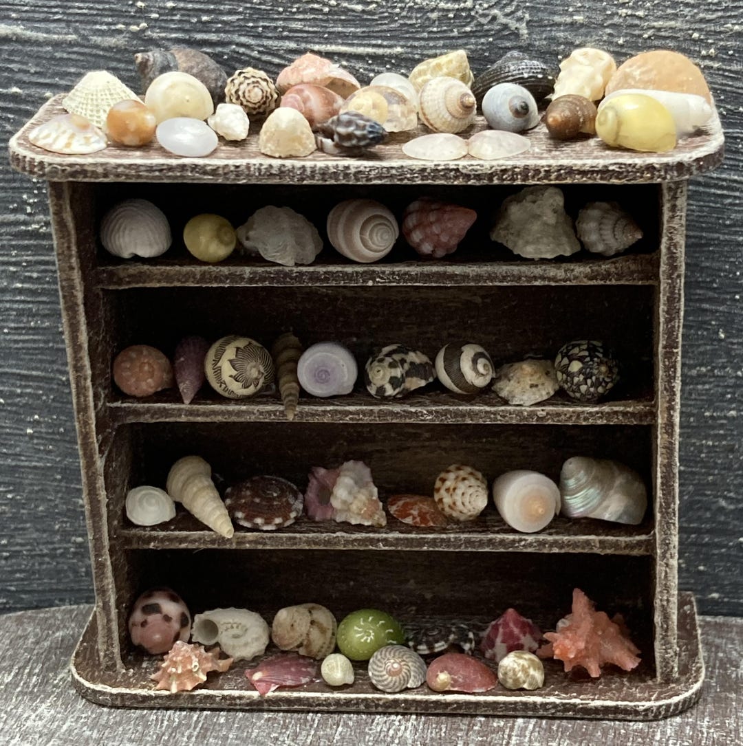 Wooden Shelves With Tiny Sea Shells - 12th/24th Scale - Etsy