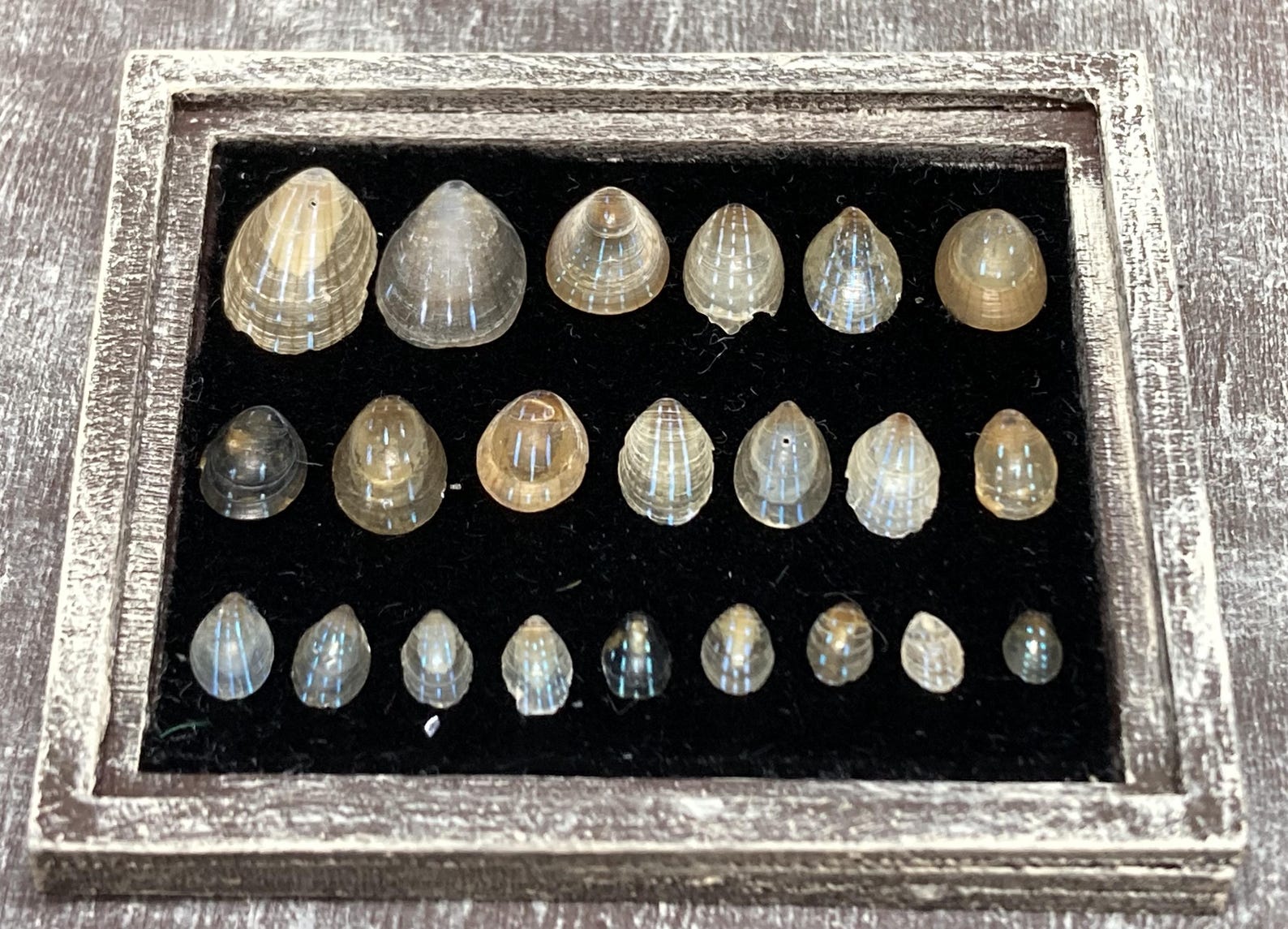 12th Scale Wooden Display of Blue Ray Limpet Shells Hamish Mcduncle's Collection - Etsy