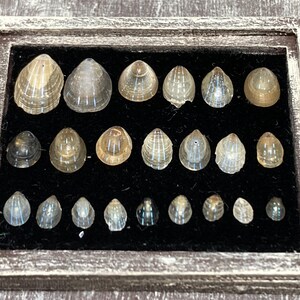 12th Scale Wooden Display of Blue Ray Limpet Shells Hamish Mcduncle's ...