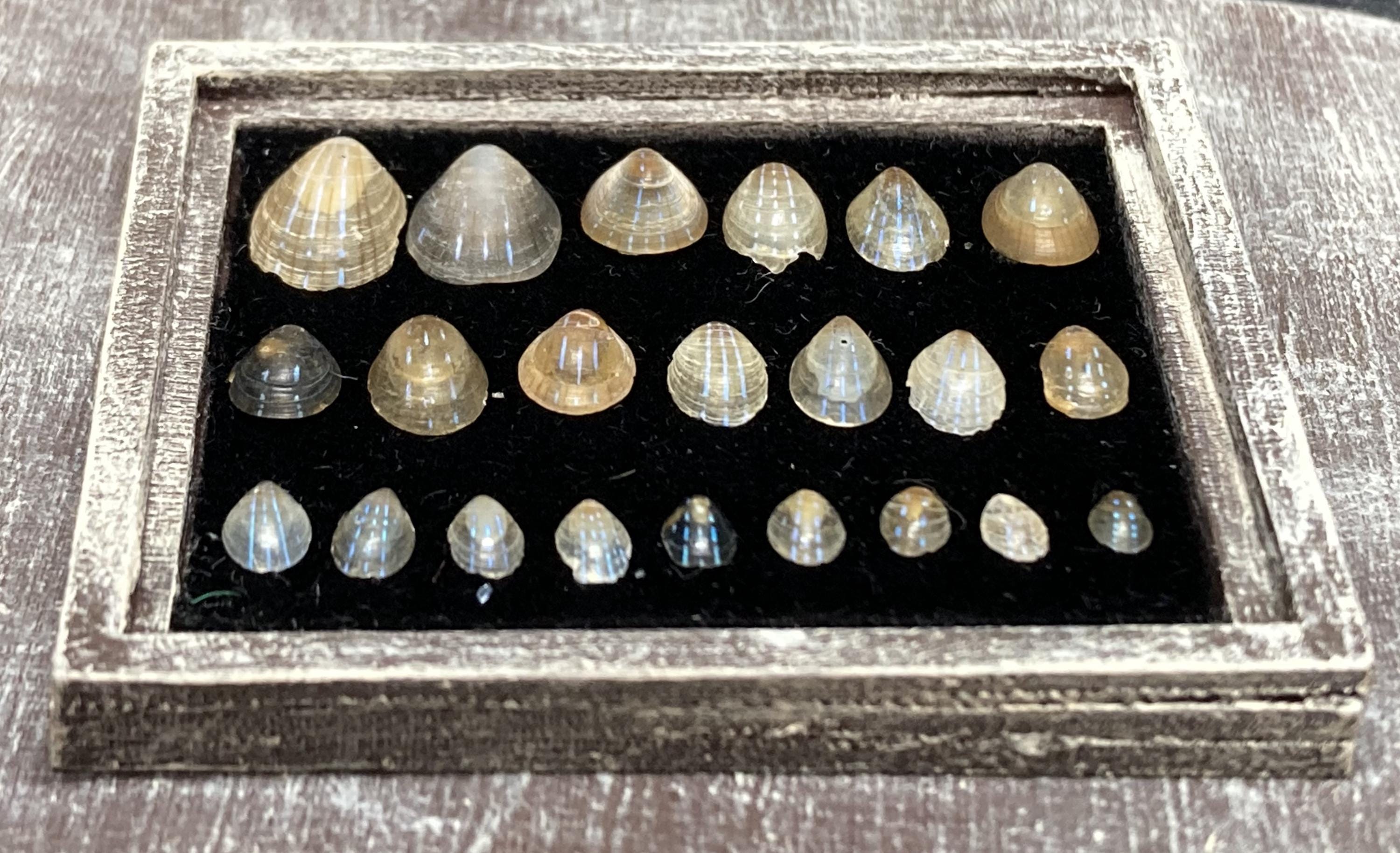 12th Scale Wooden Display of Blue Ray Limpet Shells Hamish Mcduncle's ...