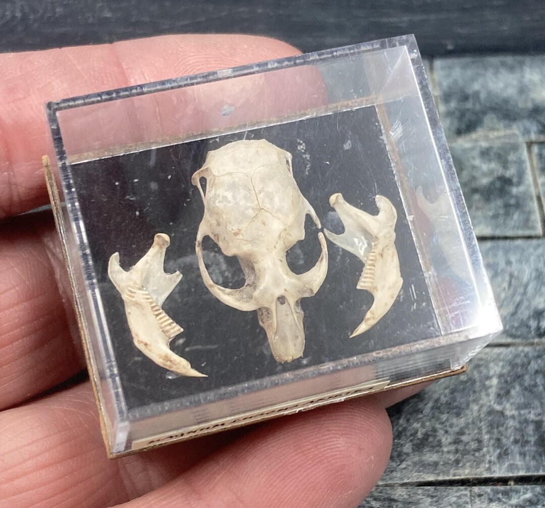 Skull and Two Jaw Bones in Display Cabinet 12th Scale Hamish Mcduncle ...