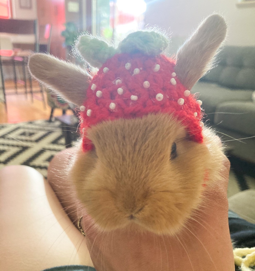 Strawberry Bunny Hat Bunny Hat Rabbit Hat Pet Accessories Bunny ...