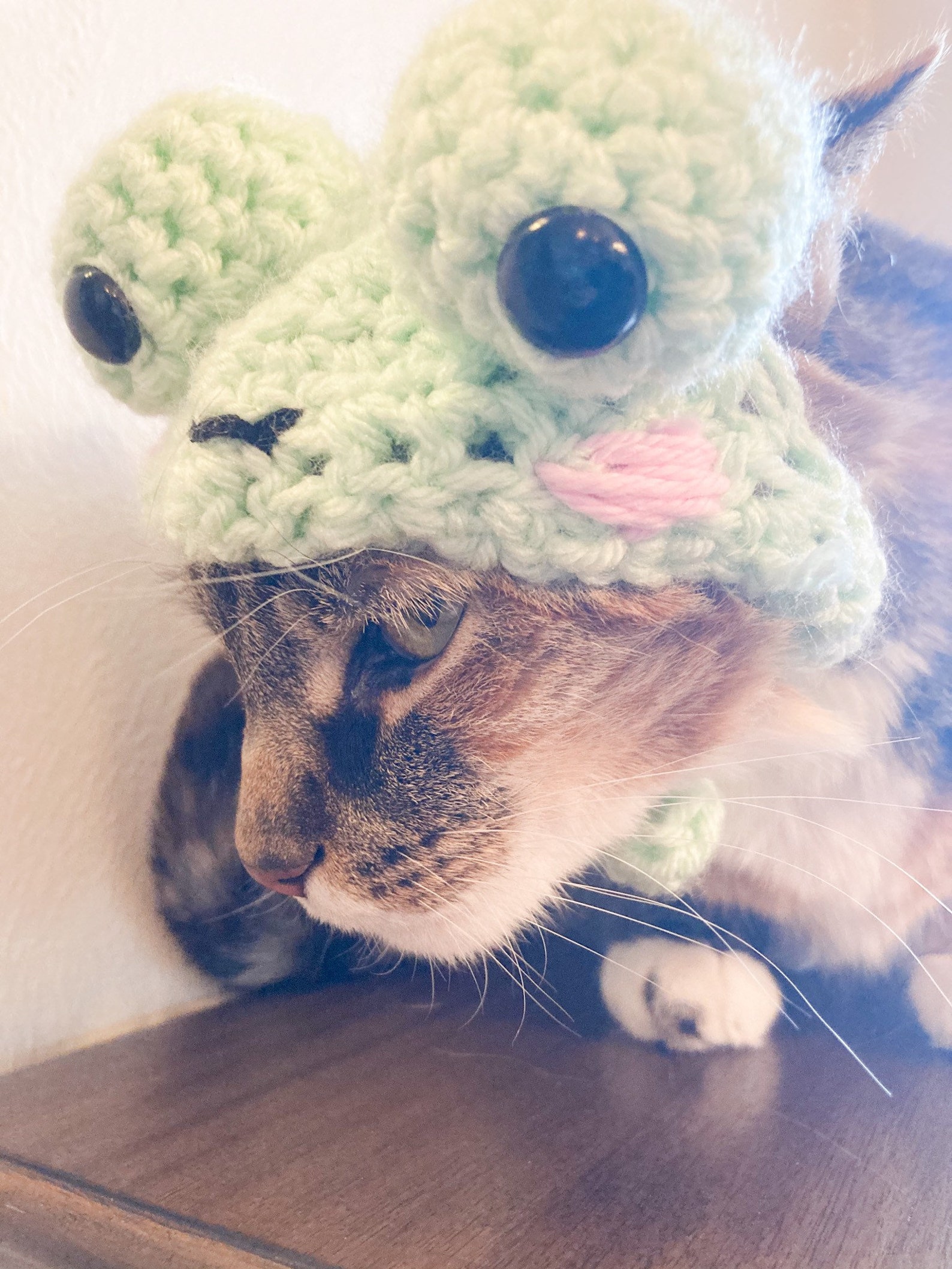 Frog Cat Hat Cute Cat Hat Cat Accessories Frog - Etsy