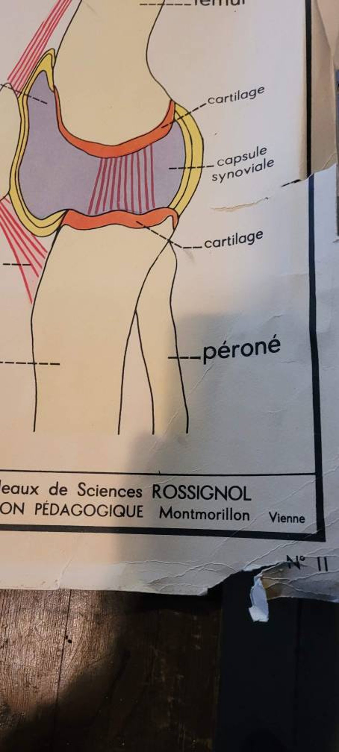 French Anatomy Poster Vintage Poster Mid Century Poster - Etsy