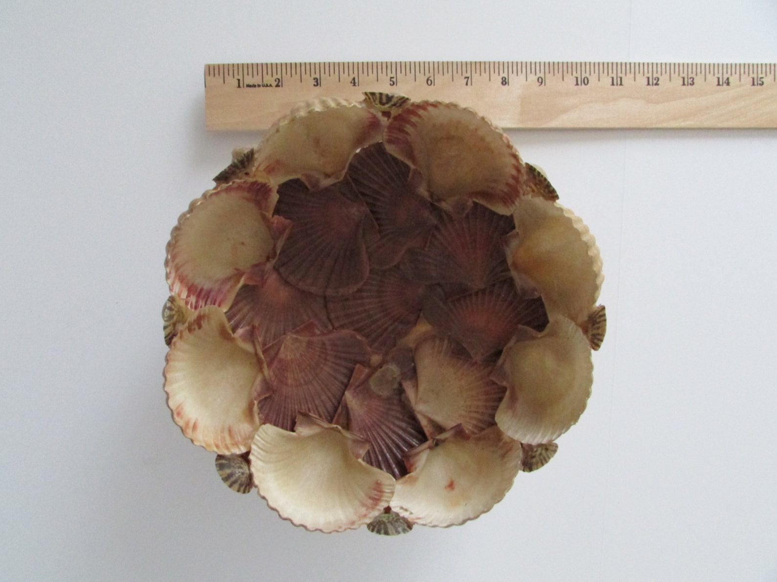 Vintage Very Large Sea Shell Bowl Conchologist Aesthetic | Etsy