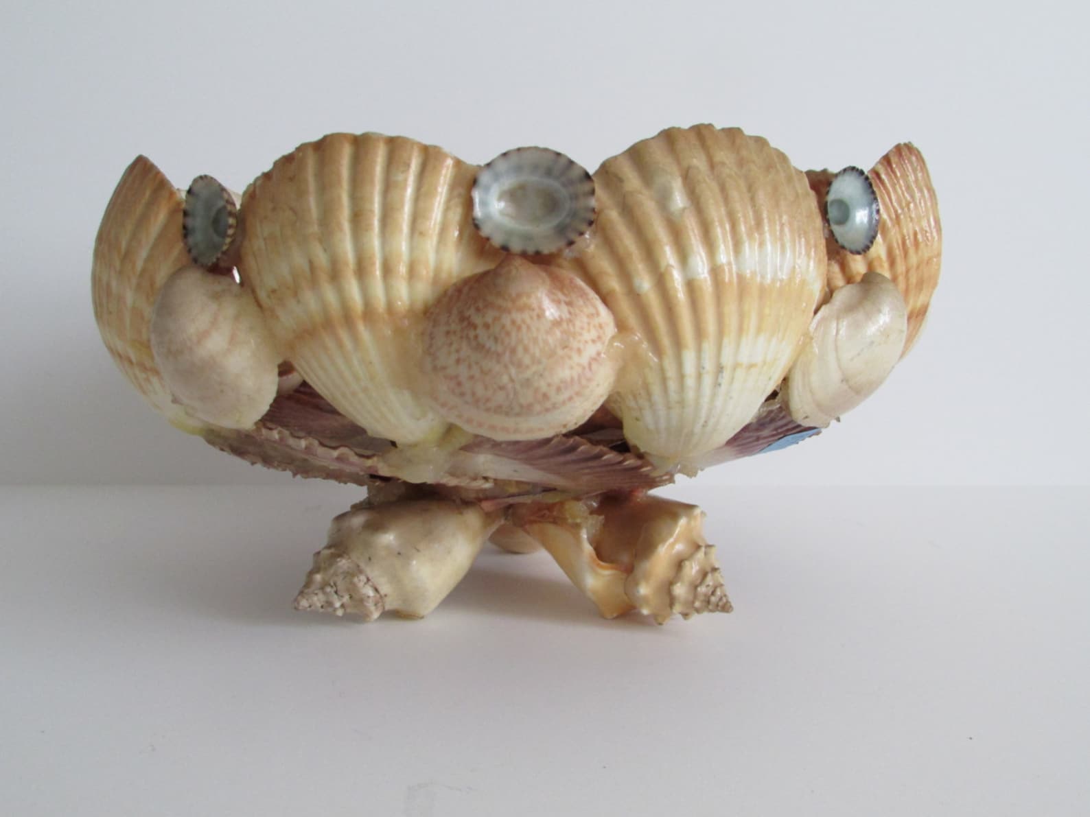 Vintage Very Large Sea Shell Bowl Conchologist Aesthetic | Etsy