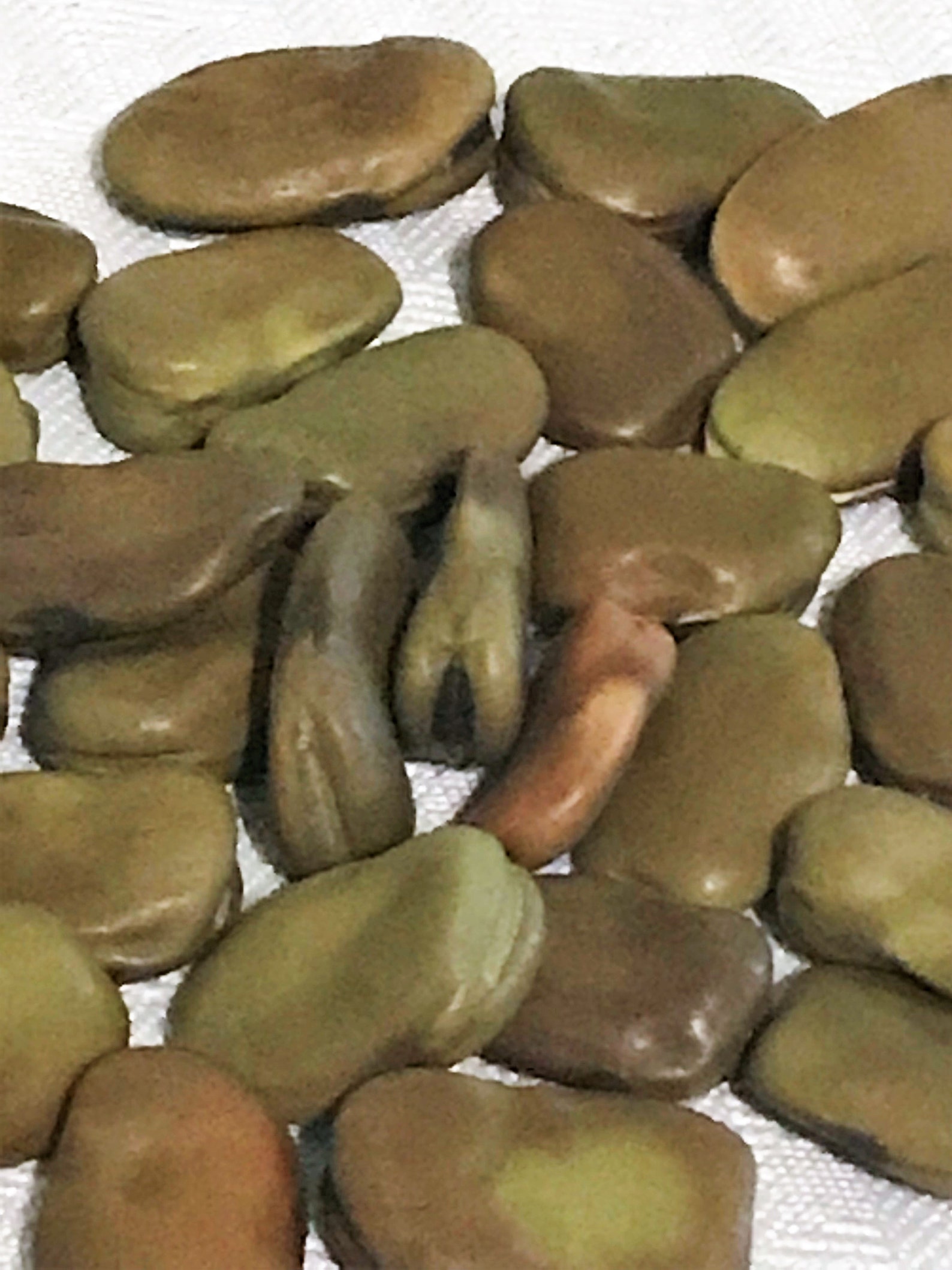 MOJO WISH Beans USDA Certified Organic. African Wishing Bean | Etsy