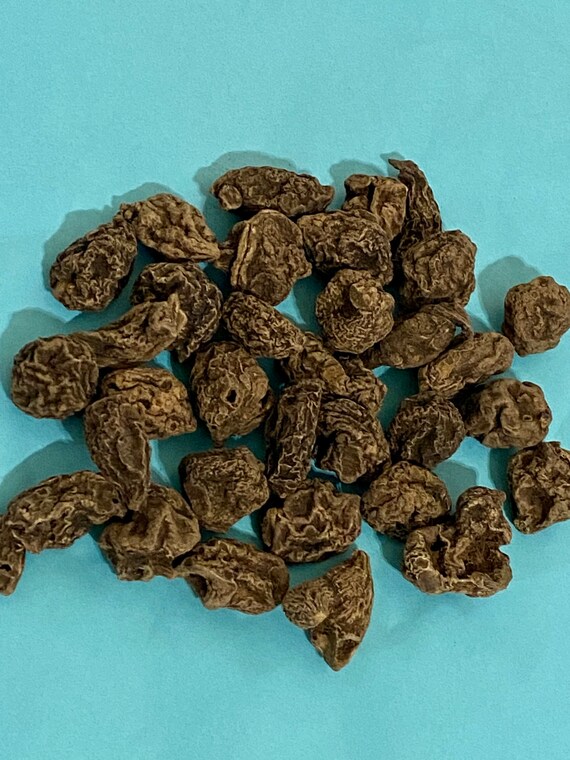 HIGH JOHN the CONQUEROR Root Jalep Root Ipomoea jalapa. | Etsy