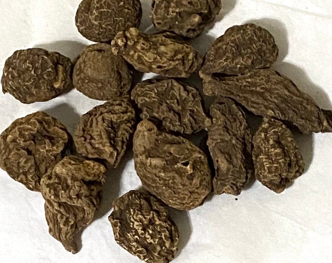 HIGH JOHN the CONQUEROR Root, Jalep Root, Ipomoea Jalapa. Small 5-6 ...