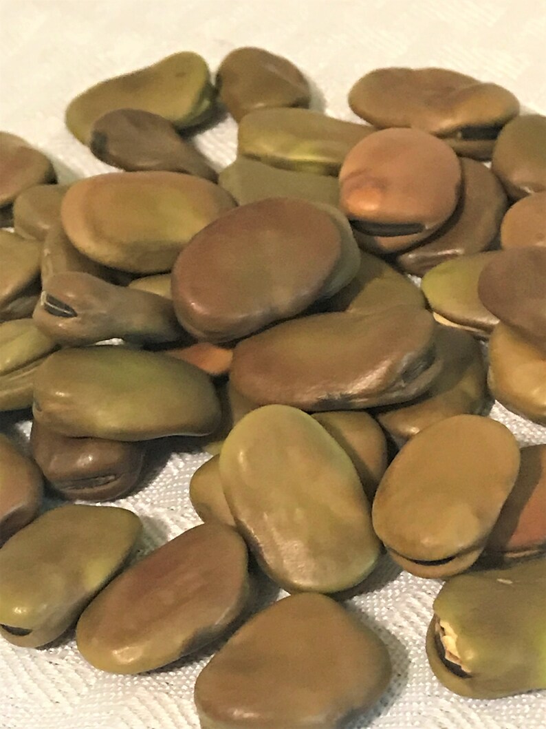 MOJO WISH Beans USDA Certified Organic. African Wishing Bean | Etsy