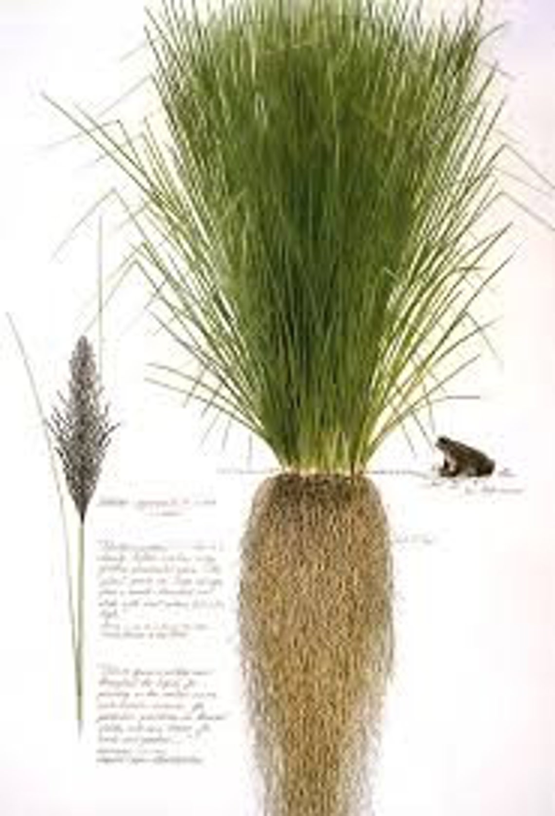 Whole VETIVER ROOT With Crowns. Dried Vetiver Root CUSCUS - Etsy