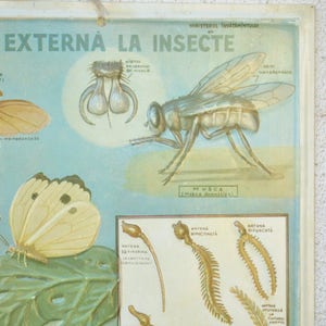 Vintage Entomology Chart, Diagram of Insect Anatomy, Insect ...