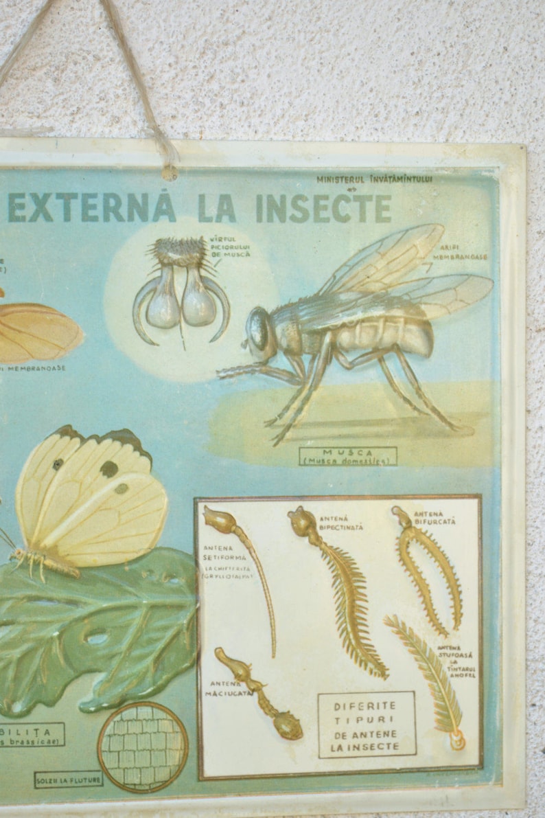 Vintage Entomology Chart Diagram of Insect Anatomy Insect | Etsy