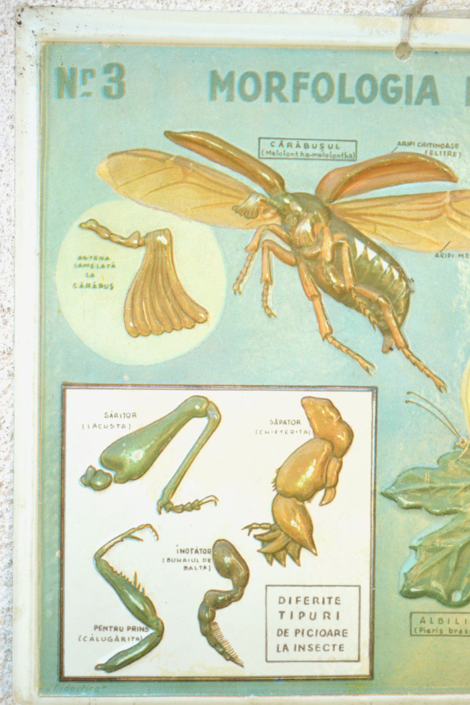 Vintage Entomology Chart, Diagram of Insect Anatomy, Insect ...