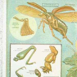 Vintage Entomology Chart, Diagram of Insect Anatomy, Insect ...
