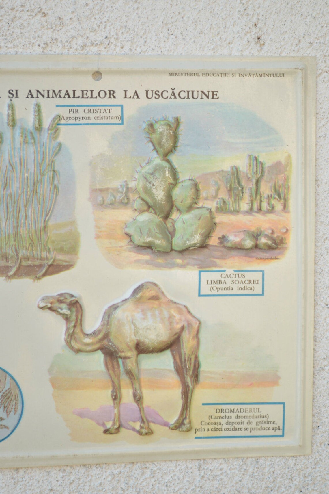 Vintage School Chart, Small Chart, Educational Decor, Biological Retro ...