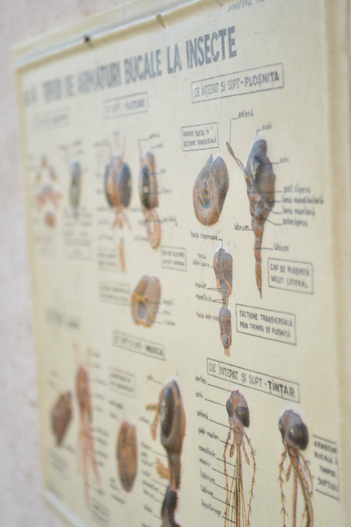 Insect Illustration Board Vintage School Chart Educational - Etsy