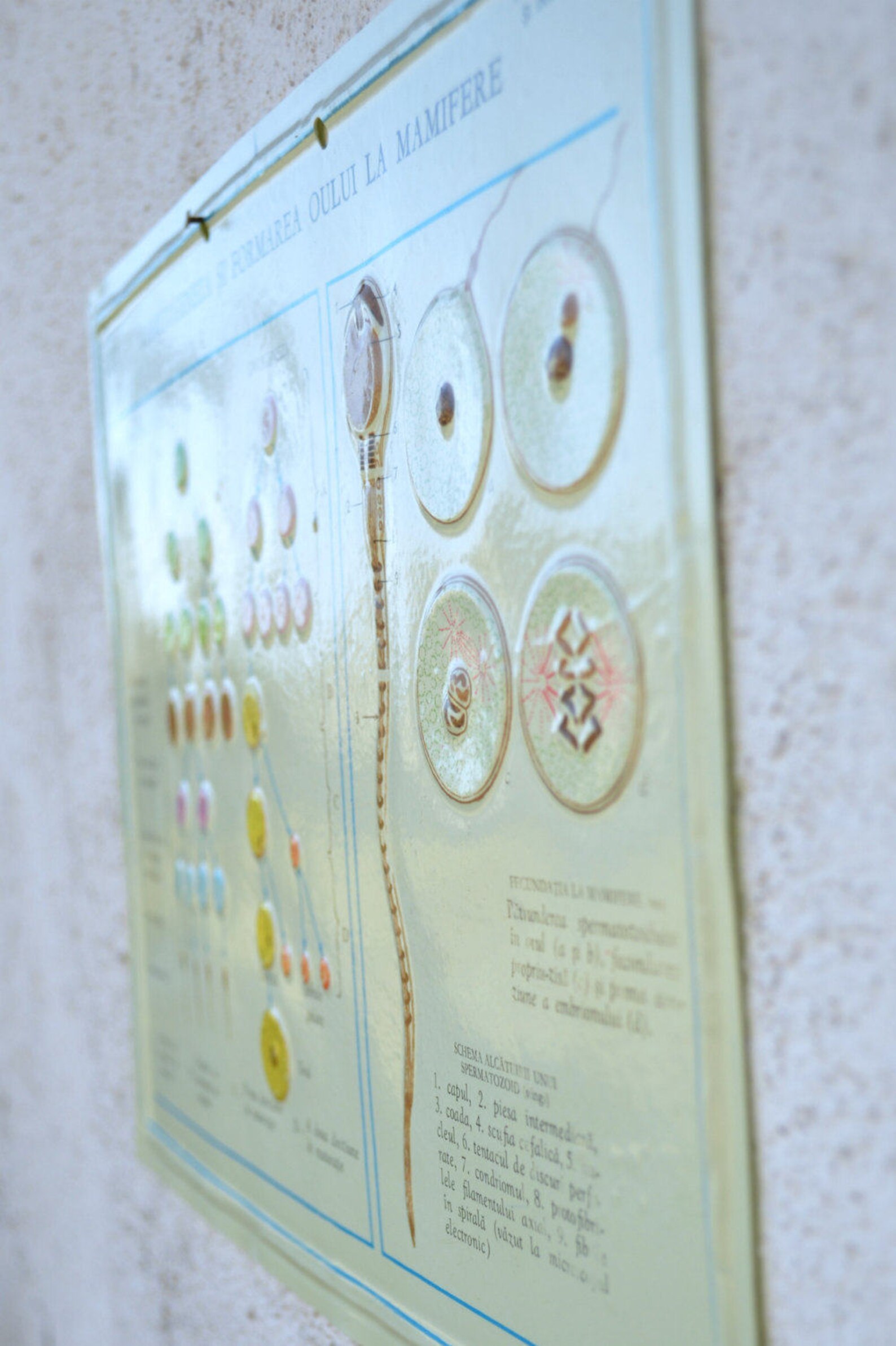 Vintage Teaching Board Genetics Illustration Educational - Etsy