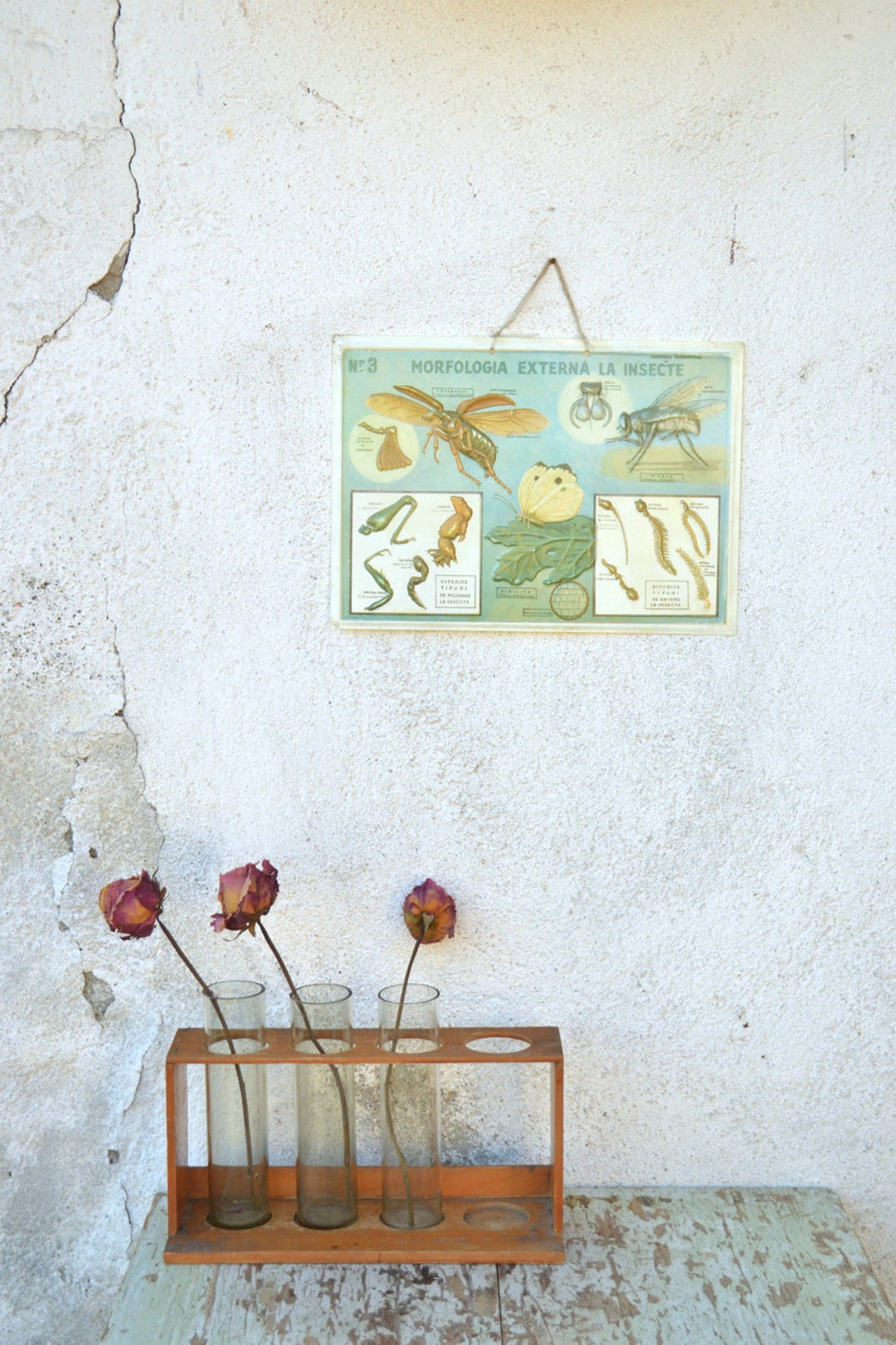 Vintage Entomology Chart, Diagram of Insect Anatomy, Insect ...