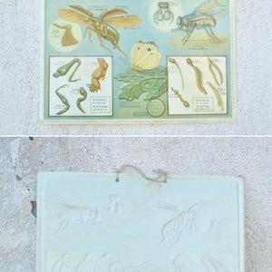 Vintage Entomology Chart, Diagram of Insect Anatomy, Insect ...