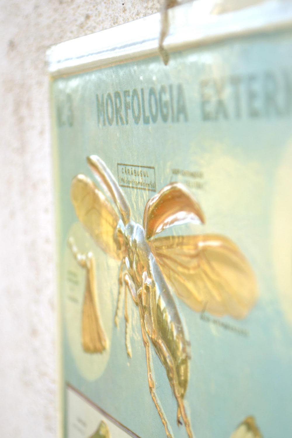 Vintage Entomology Chart Diagram of Insect Anatomy Insect - Etsy