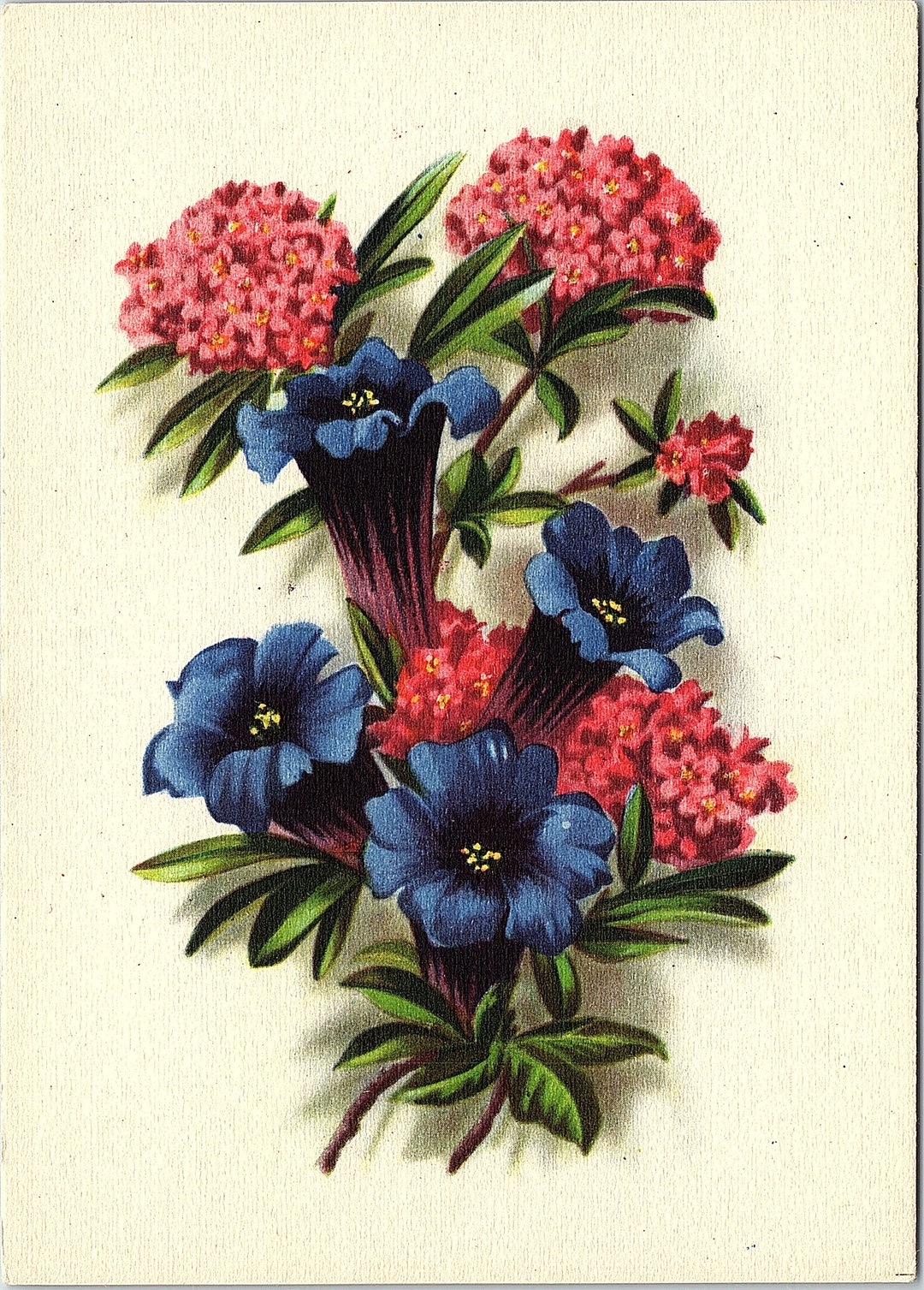 Vintage Unposted Postkarte Rosa Rot Vergissmeinnicht - Etsy.de