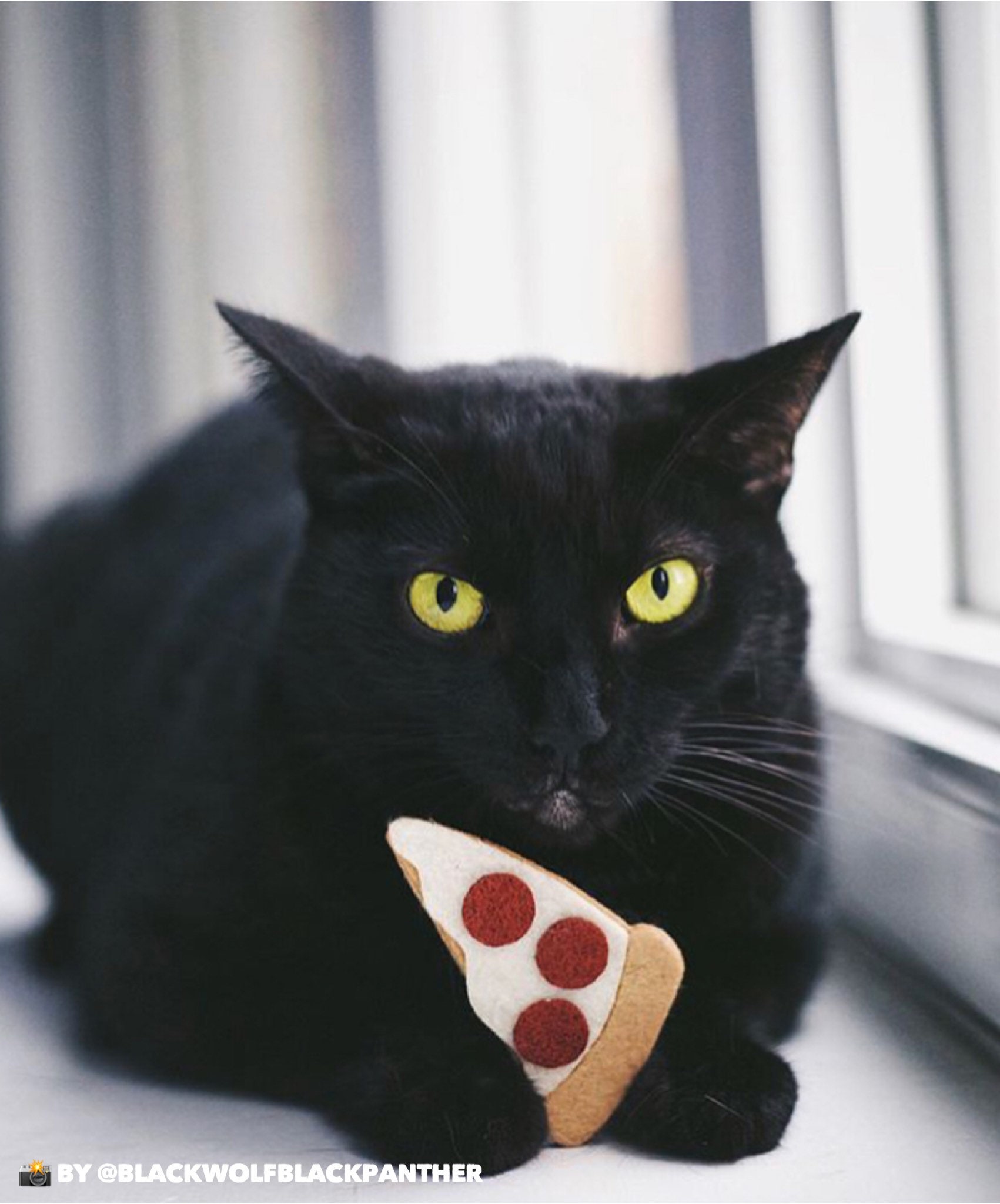 Catnip Pizza Cat Toy - Etsy