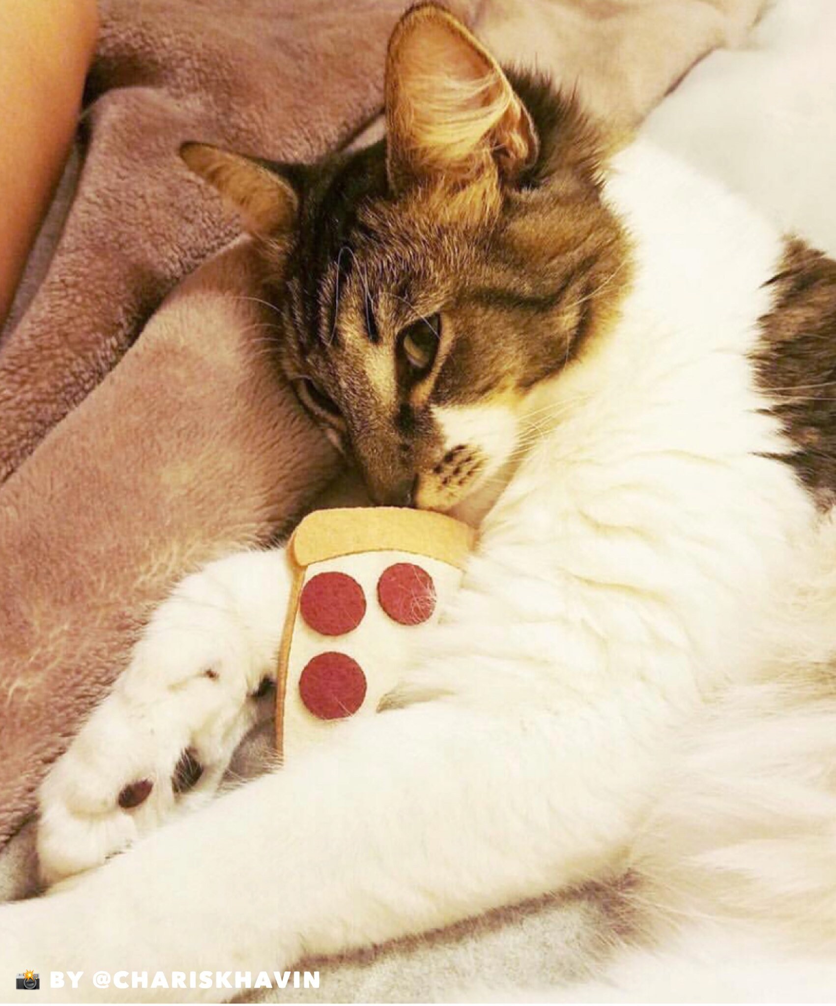 Catnip Pizza Cat Toy - Etsy