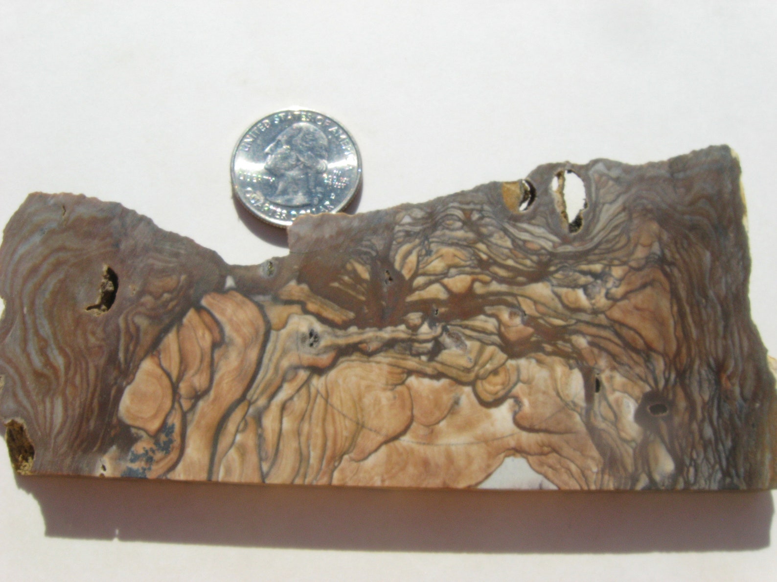 Dendritic Biggs Jasper Slab (132x62x7.4mm) Deschutes Jasper Slab Biggs ...