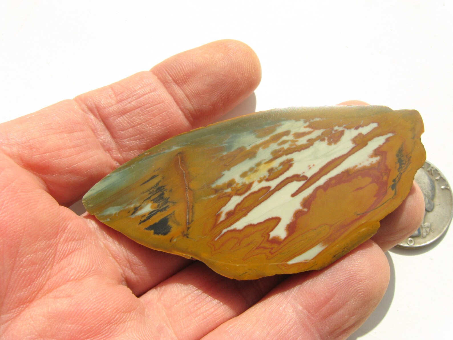 Polished Owyhee Picture Jasper Slab (76x35x8.6mm) Owyhee Jasper Slab ...