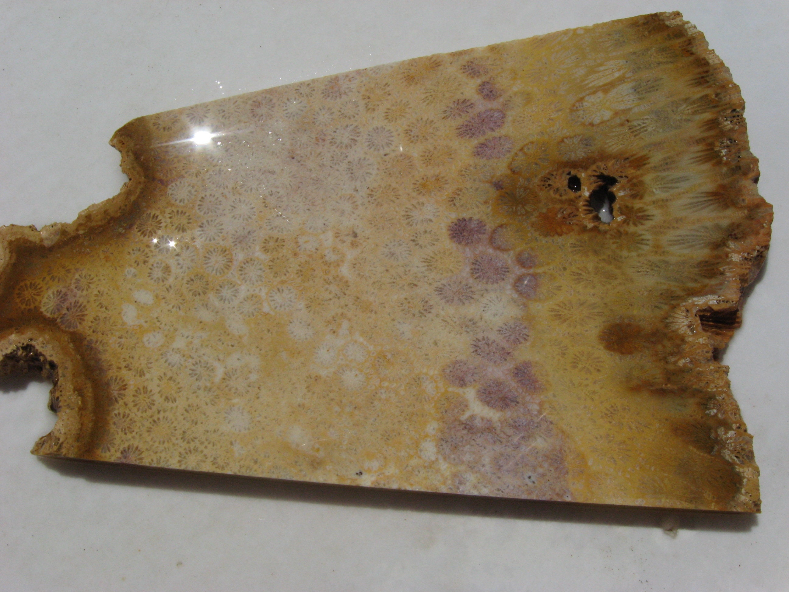 Fossil Coral Slab 160 X 101 X 6.5mm Indonesian Agatized - Etsy Singapore