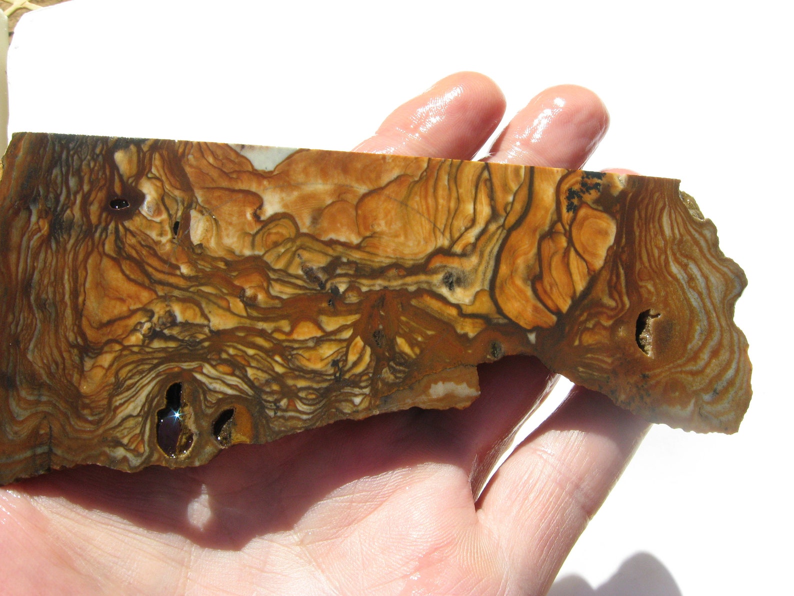 Dendritic Biggs Jasper Slab (132x62x7.4mm) Deschutes Jasper Slab Biggs ...