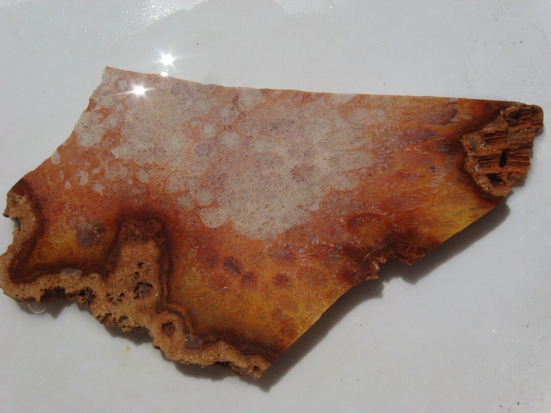 Fossil Coral Slab (155x84x7.5mm) Indonesian Agatized Fossil Coral Rough ...