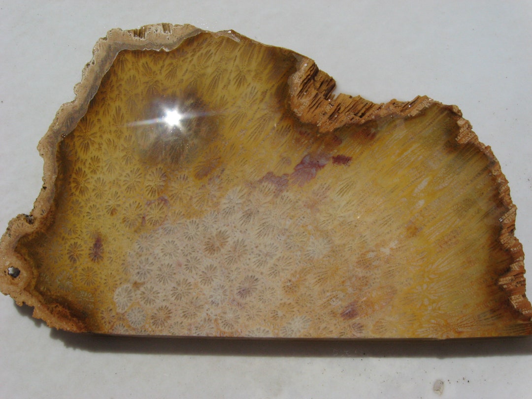 Fossil Coral Slab (150 X 98 X 8.4mm) Indonesian Agatized Fossil Coral ...