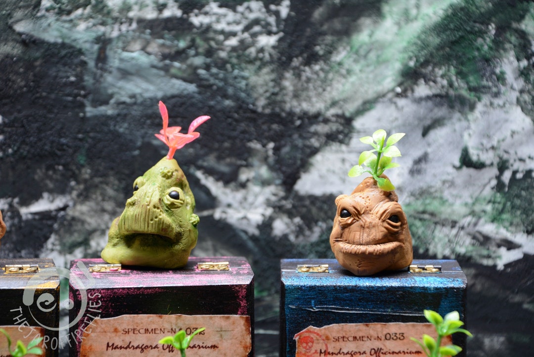 Ooak Baby Mandrake Roots in a Wooden Box, Handmade in Polymer Clay - Etsy