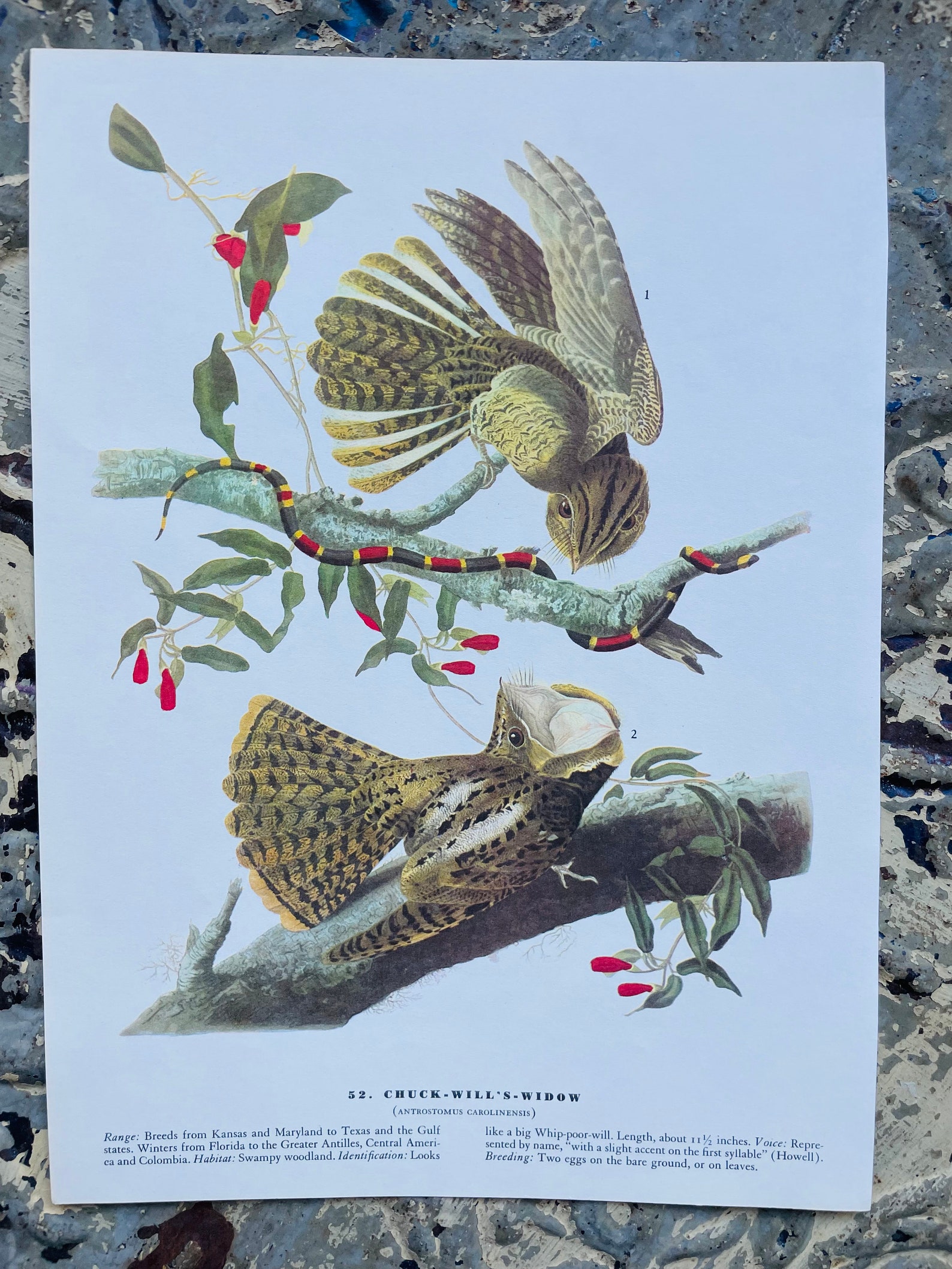 Vintage Audubon Bird Book Pages for Framing, Crafts, or Projects Nature ...