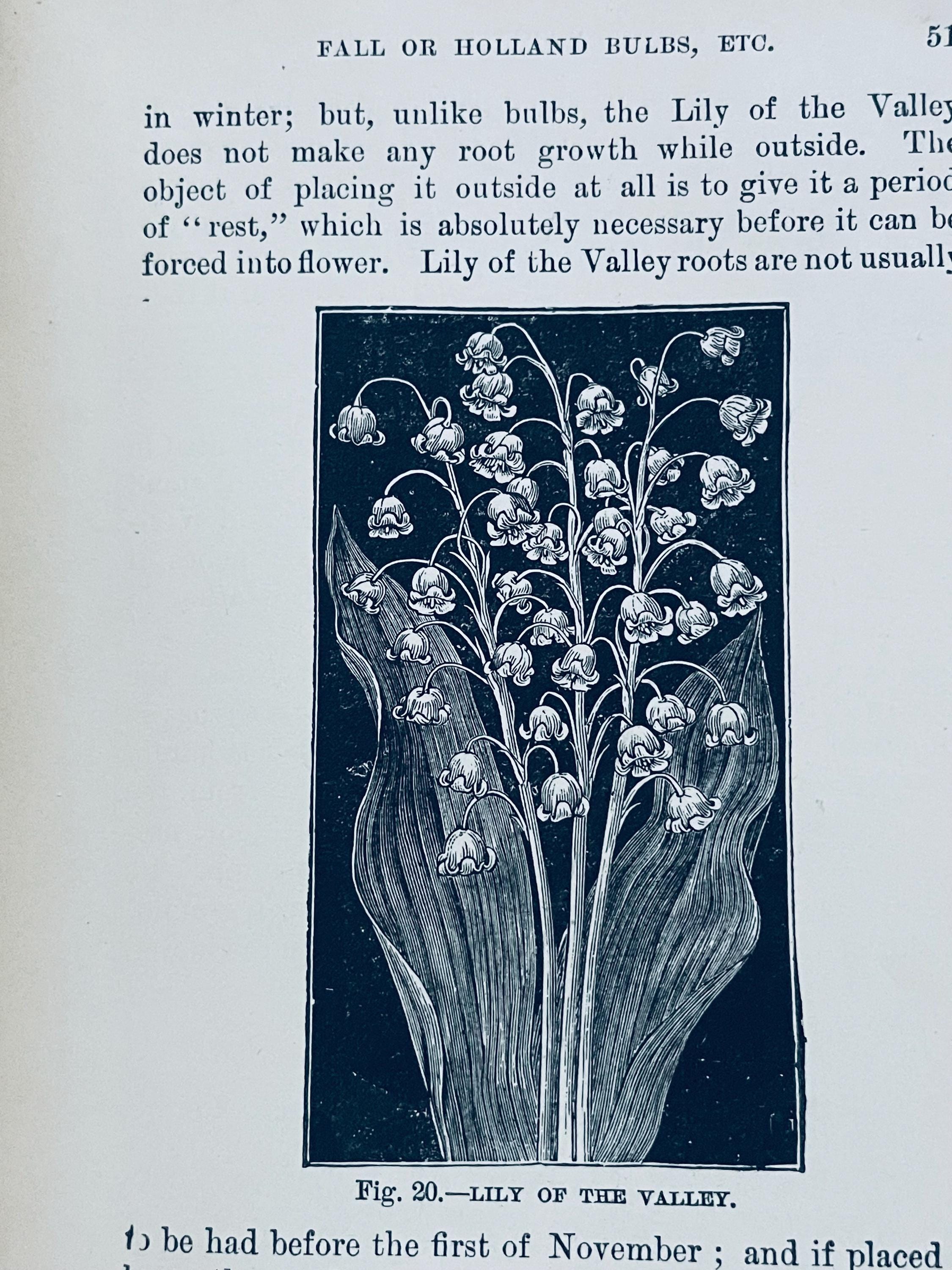 Gardening for Pleasure 1889 Antique Hardback Plant Flower Vegetable ...