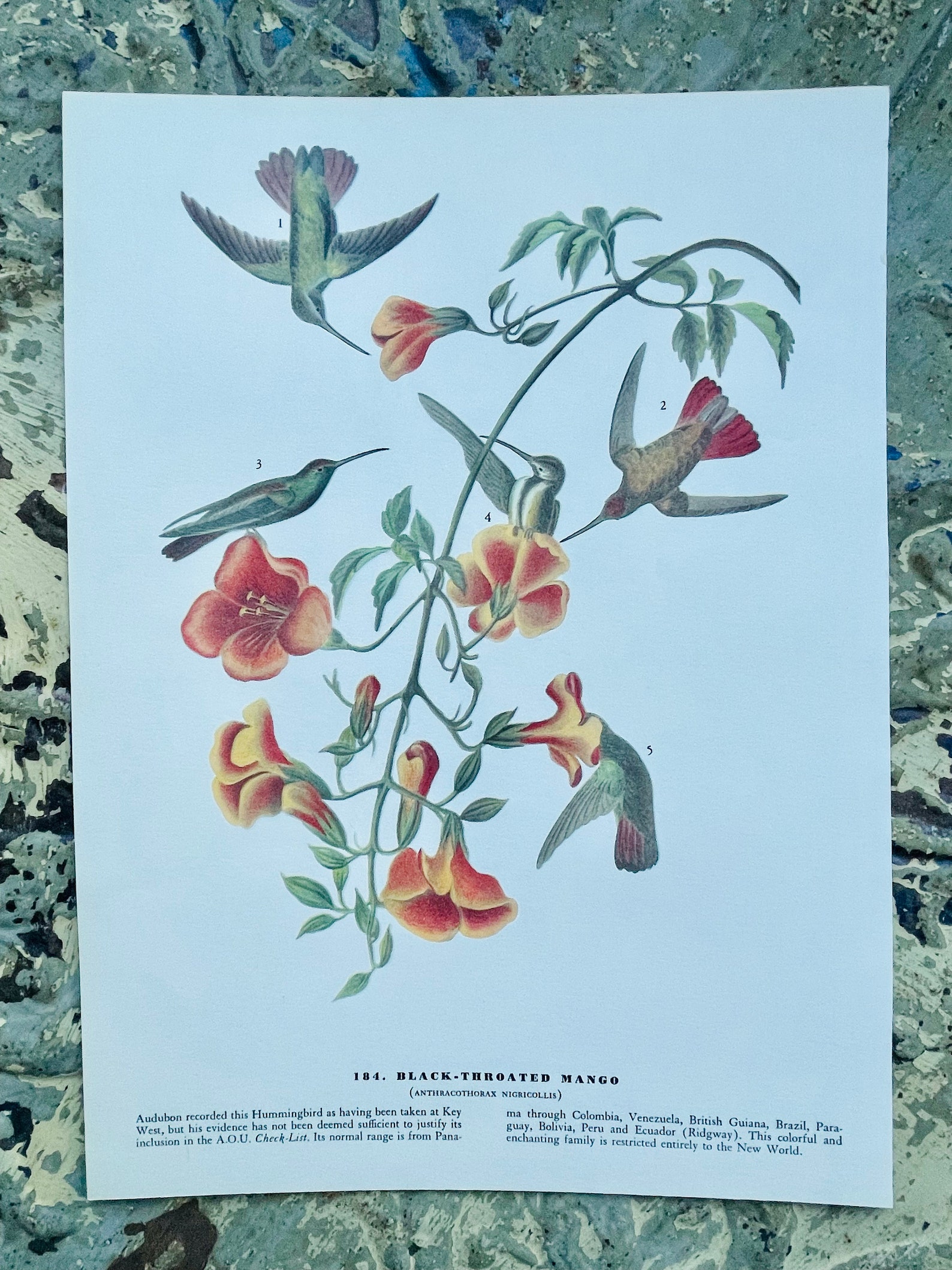 Vintage Audubon Bird Book Pages for Framing, Crafts, or Projects Nature ...