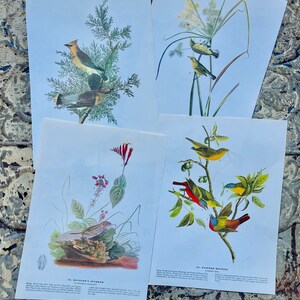 Vintage Audubon Bird Book Pages for Framing, Crafts, or Projects Nature ...