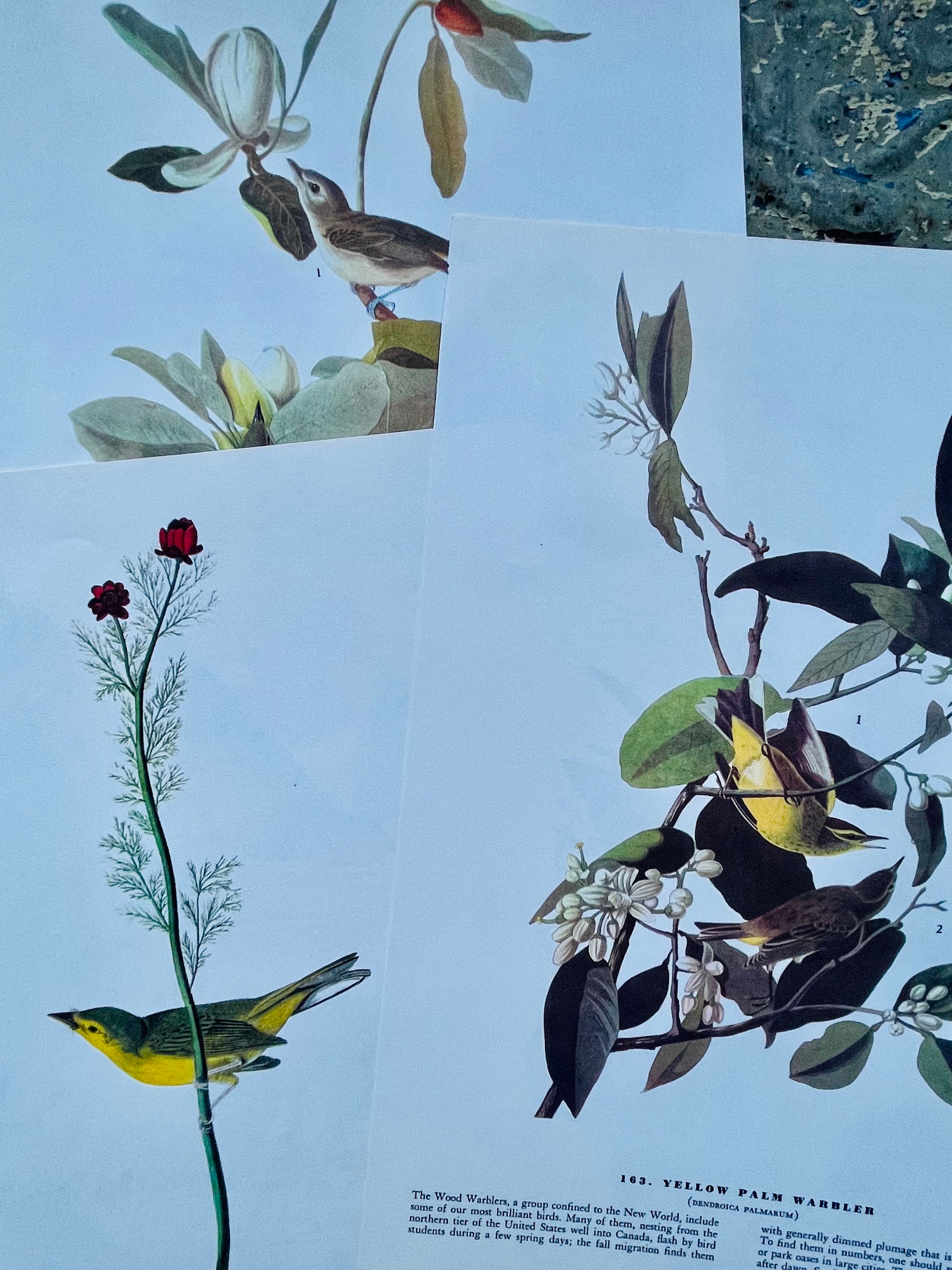 Vintage Audubon Bird Book Pages for Framing, Crafts, or Projects Nature ...