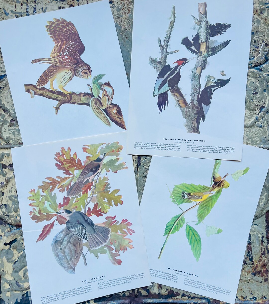 Vintage Audubon Bird Book Pages for Framing, Crafts, or Projects Nature ...