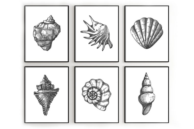 Sea Shells Wall Prints Black and White Seashell Wall Art - Etsy UK