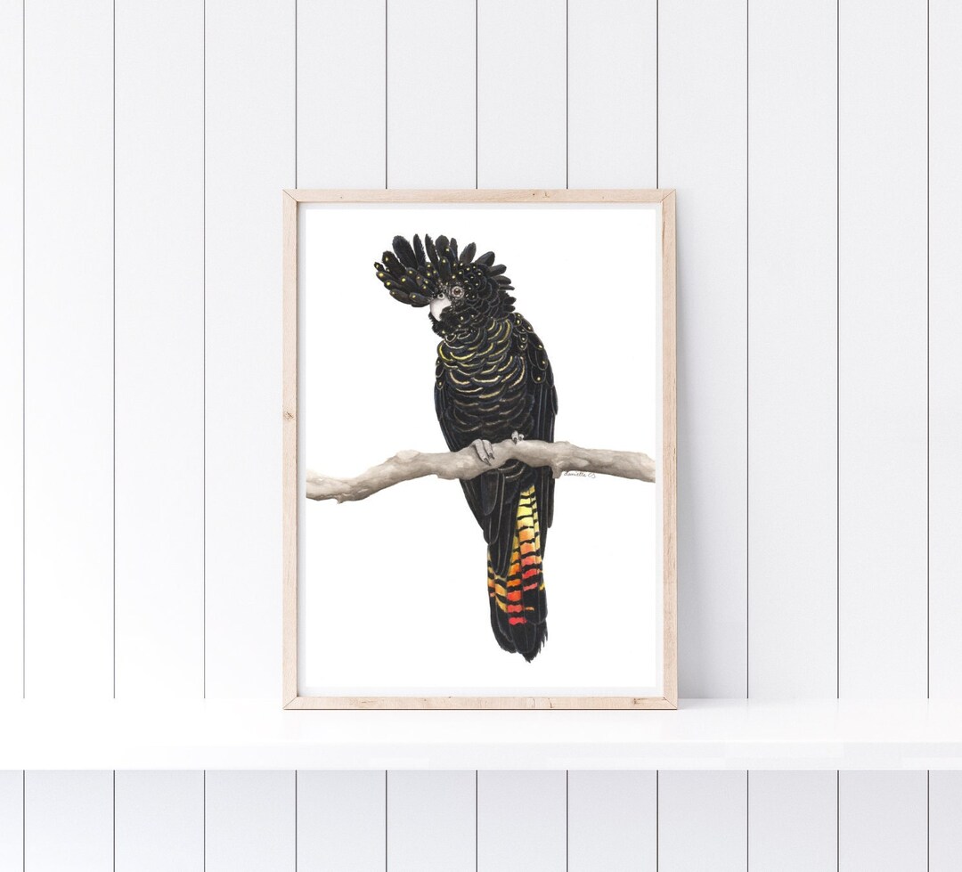 Watercolour Red Tailed Black Cockatoo Print Native Australian Bird ...
