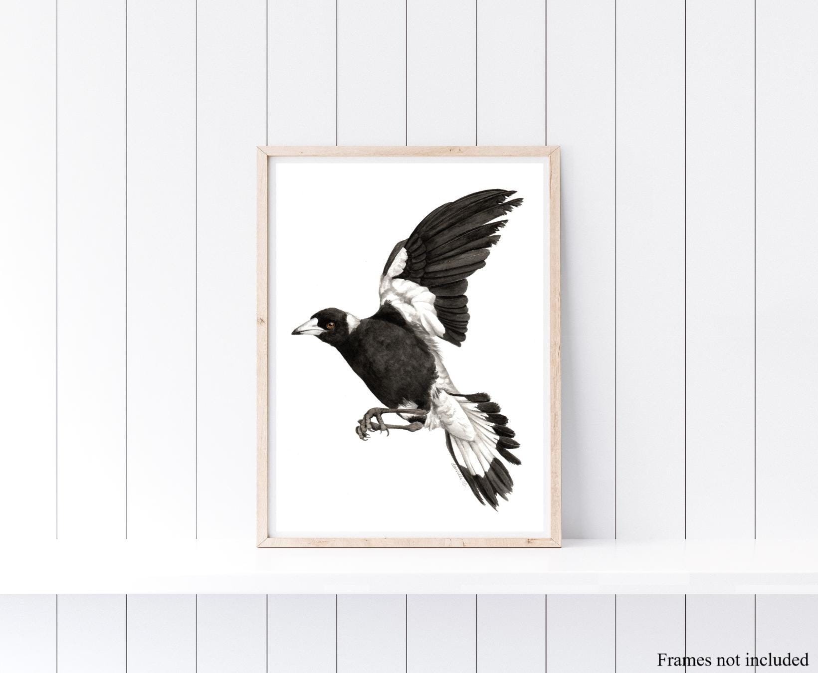 Watercolour Australian Flying Magpie Print - Native Australian Bird ...
