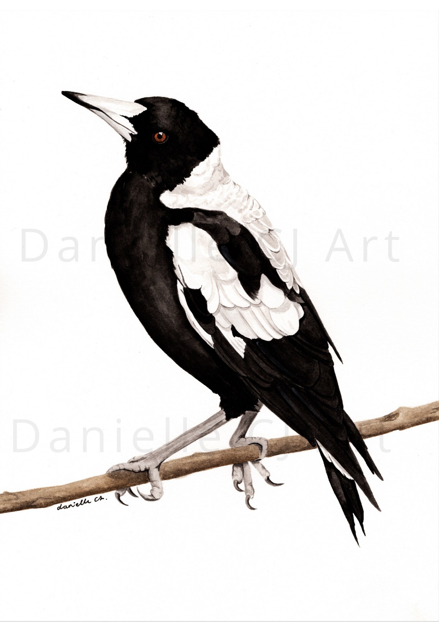 Set of Three Watercolour Magpie Prints - Native Australian Bird Art ...