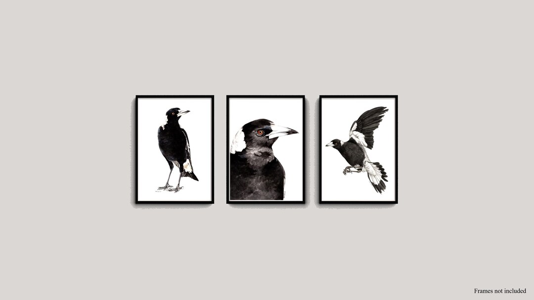 Set of Three Watercolour Magpie Prints - Native Australian Birds - Etsy