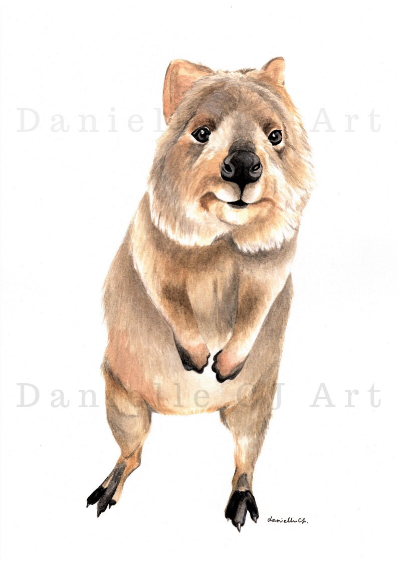 Digital Download - Australian Animal Artwork Set of Six - Kangaroo ...